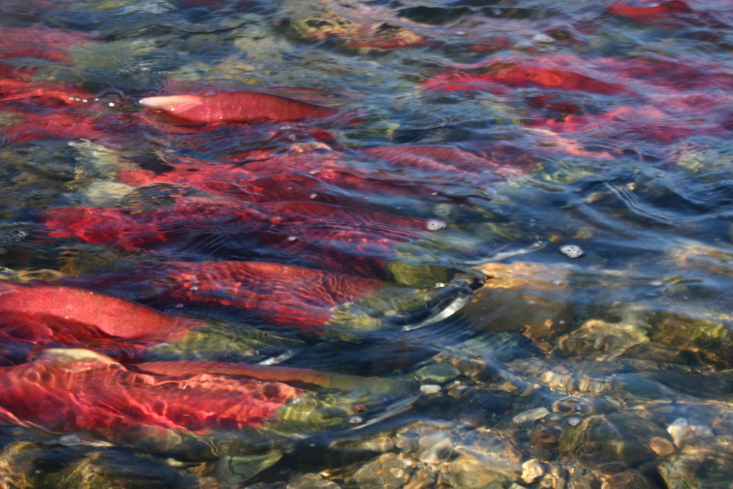 Salmon in the Tree – Biology 1210